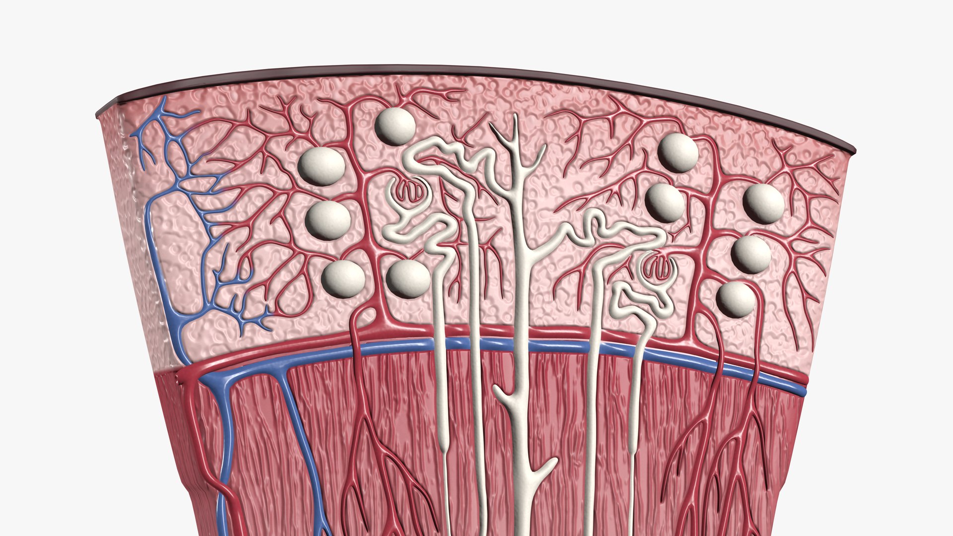 Professional kidney nephron 3d model 3D 모델 - TurboSquid 2015941