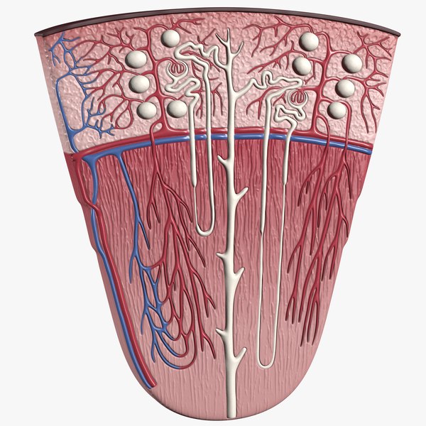Professional kidney nephron 3d model 3D 모델 - TurboSquid 2015941
