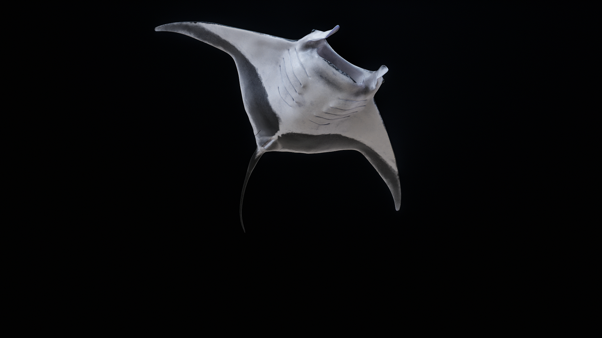 3D Manta Ray Rigged Model - TurboSquid 2257725