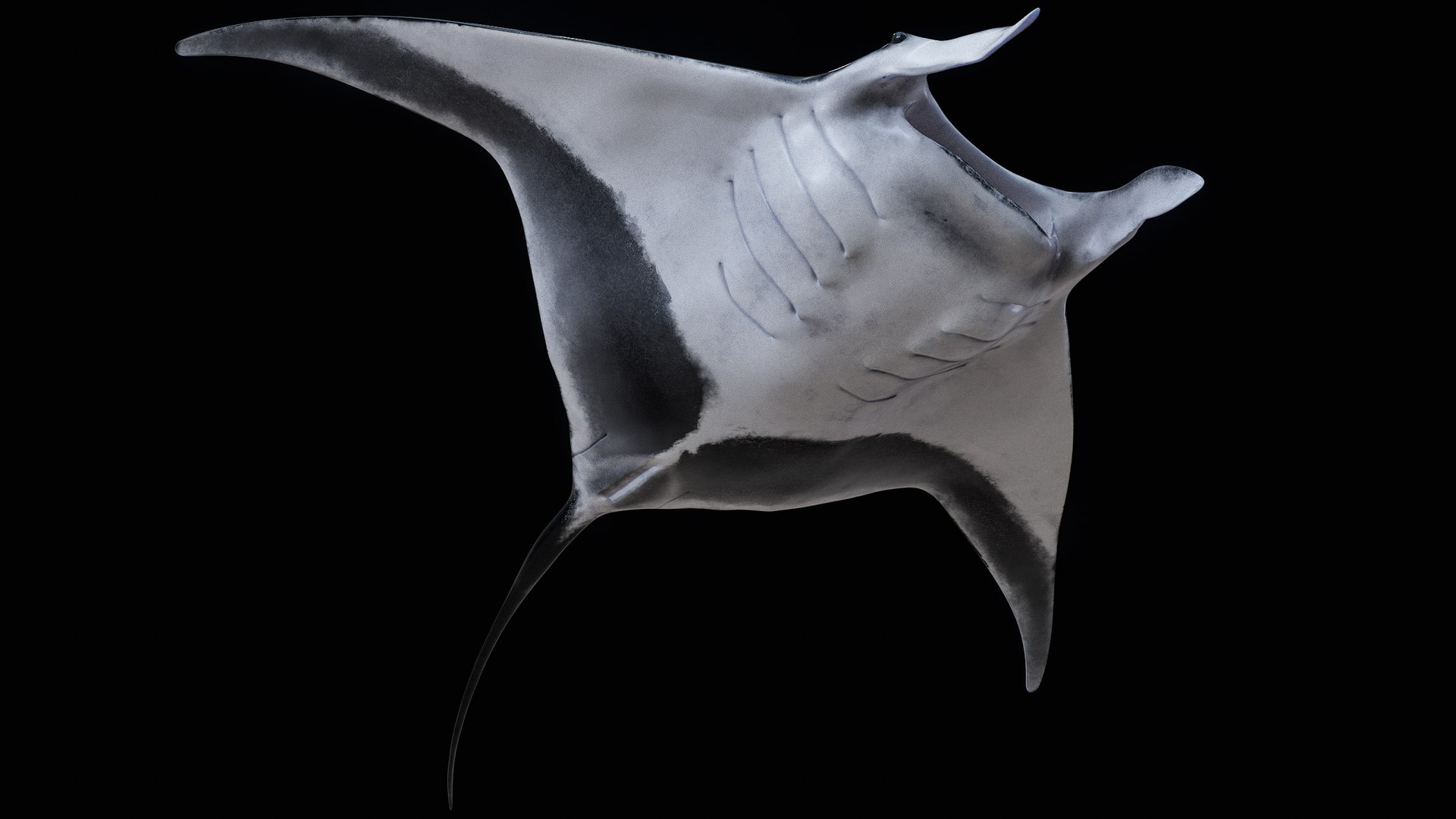 3D Manta Ray Rigged Model - TurboSquid 2257725