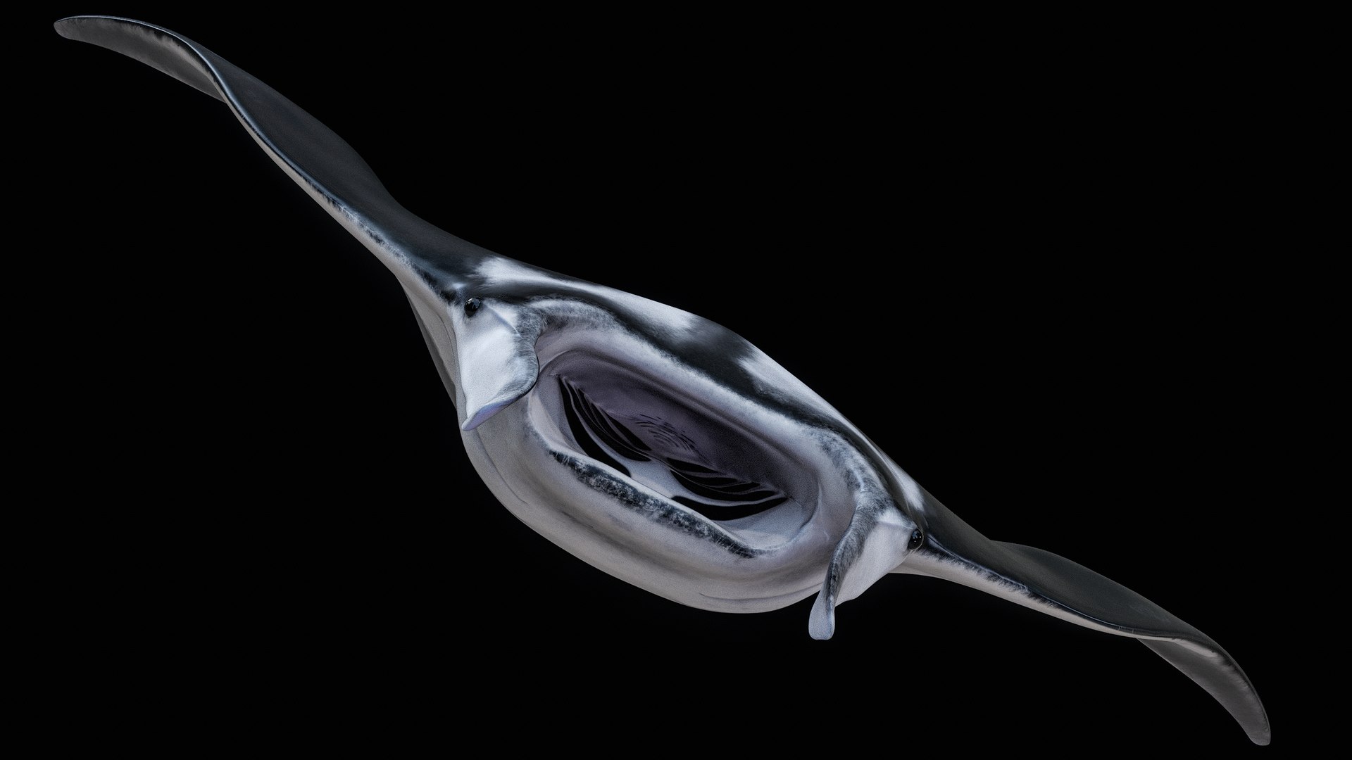 3D Manta Ray Rigged Model - TurboSquid 2257725