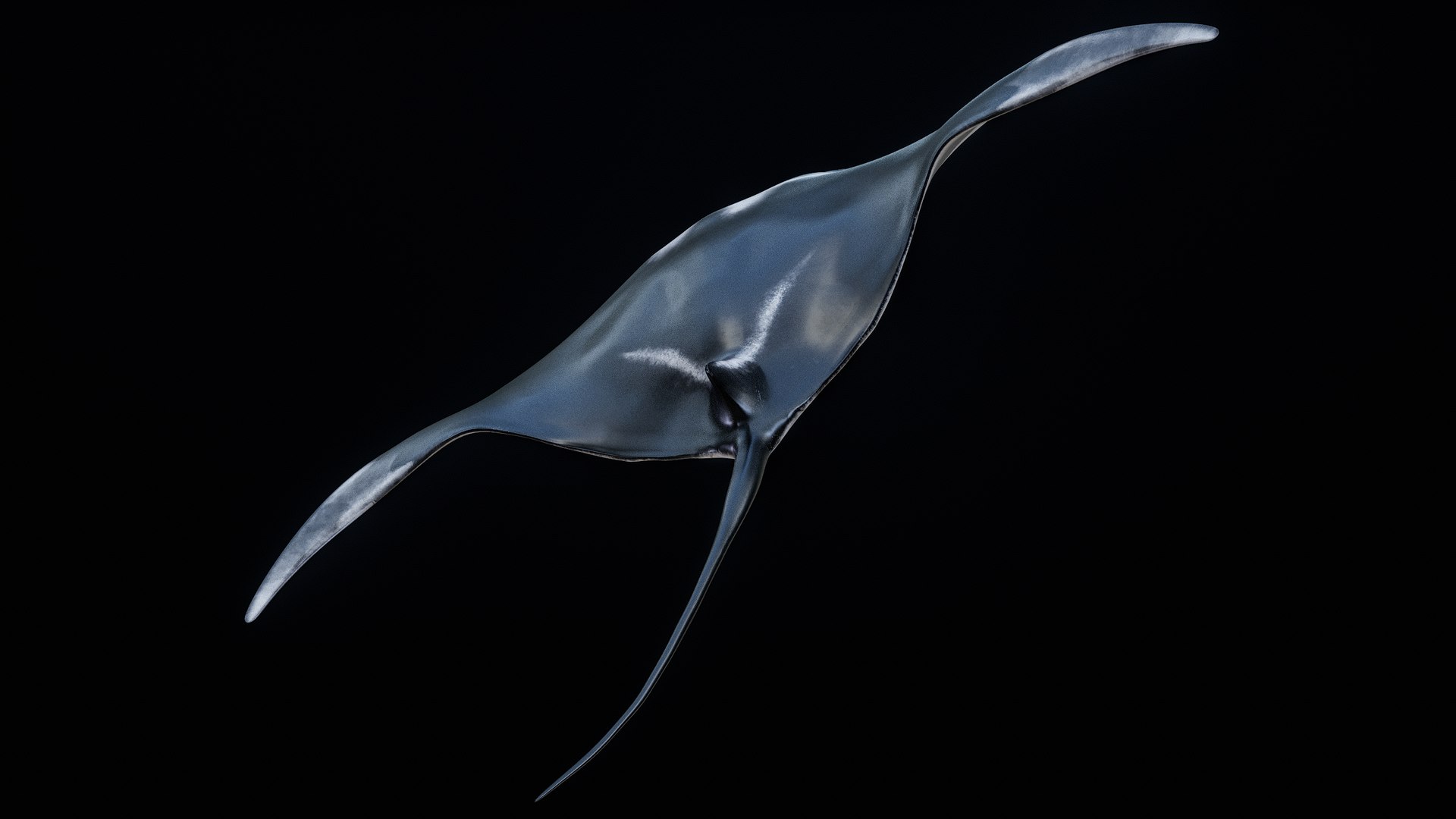 3D Manta Ray Rigged Model - TurboSquid 2257725