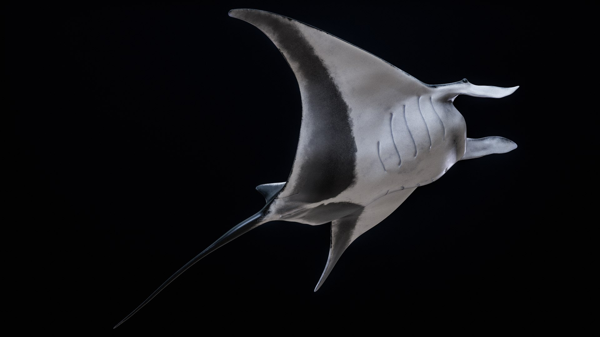 3D Manta Ray Rigged Model - TurboSquid 2257725