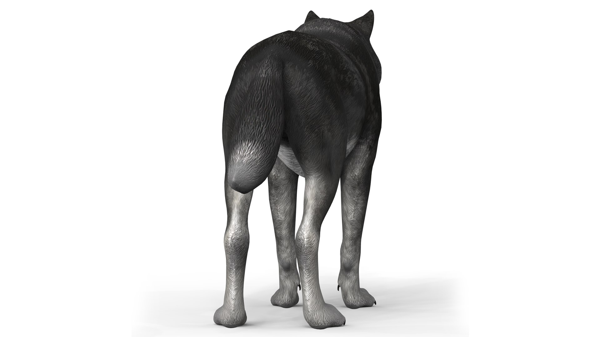 3D Black Wolf With PBR Textures - TurboSquid 1848729