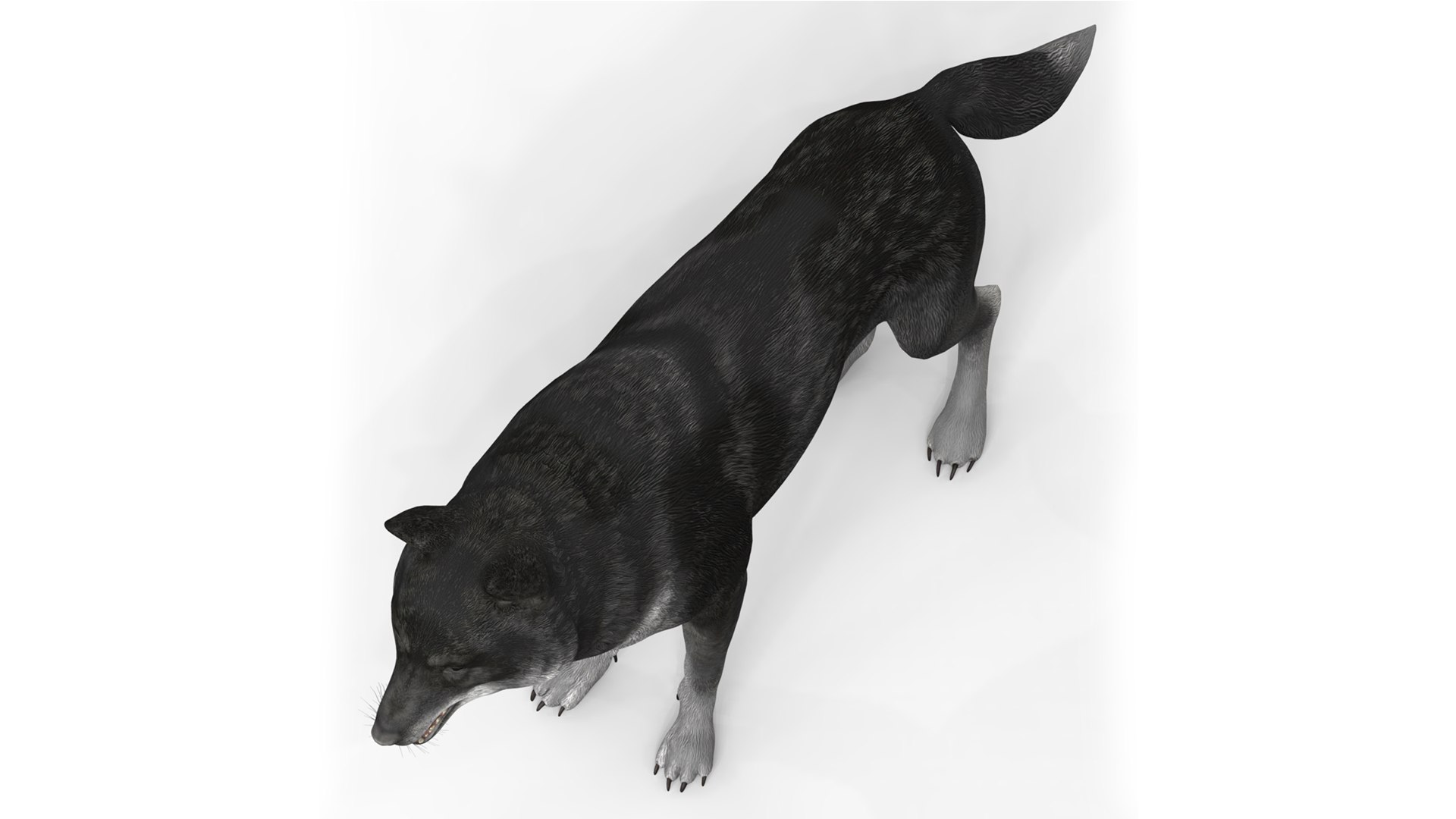 3D Black Wolf With PBR Textures - TurboSquid 1848729
