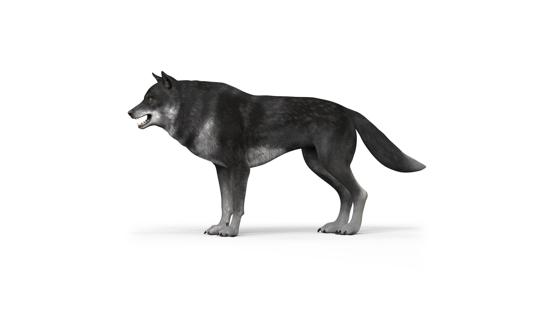3D Black Wolf With PBR Textures - TurboSquid 1848729