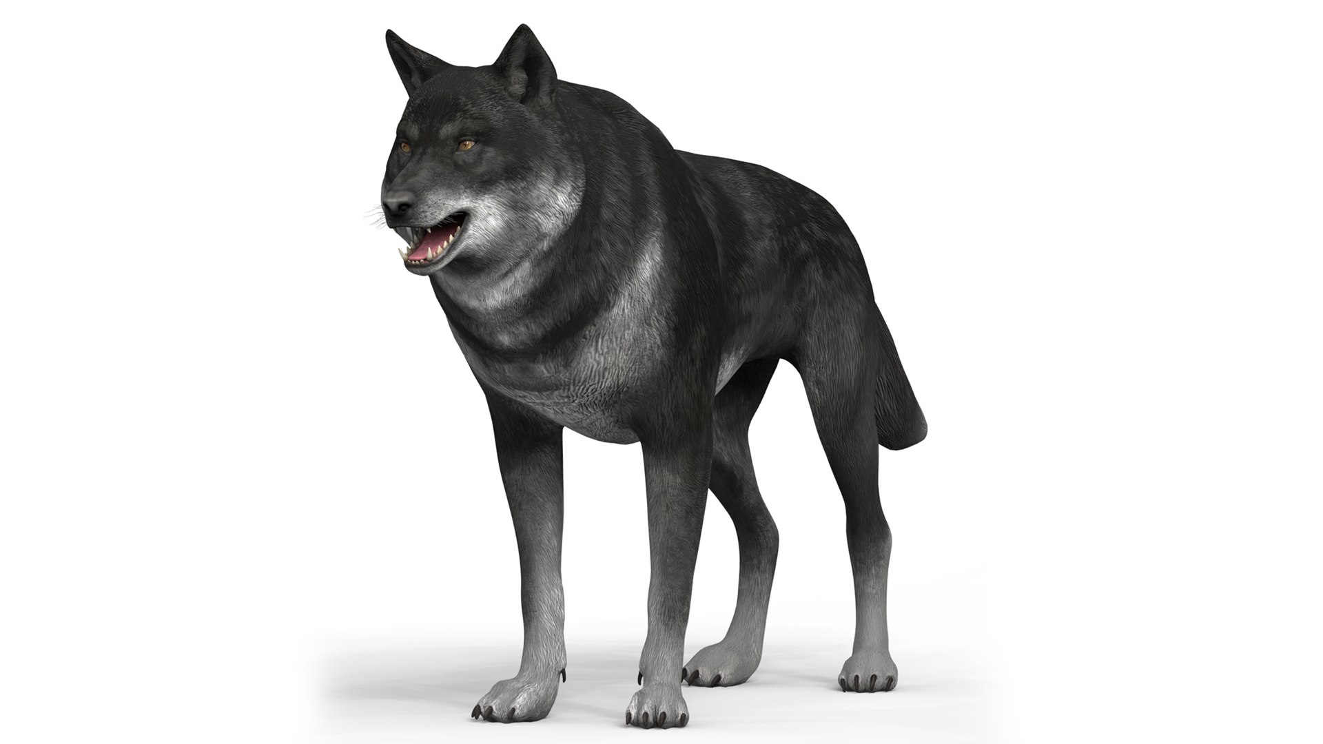 3D Black Wolf With PBR Textures - TurboSquid 1848729