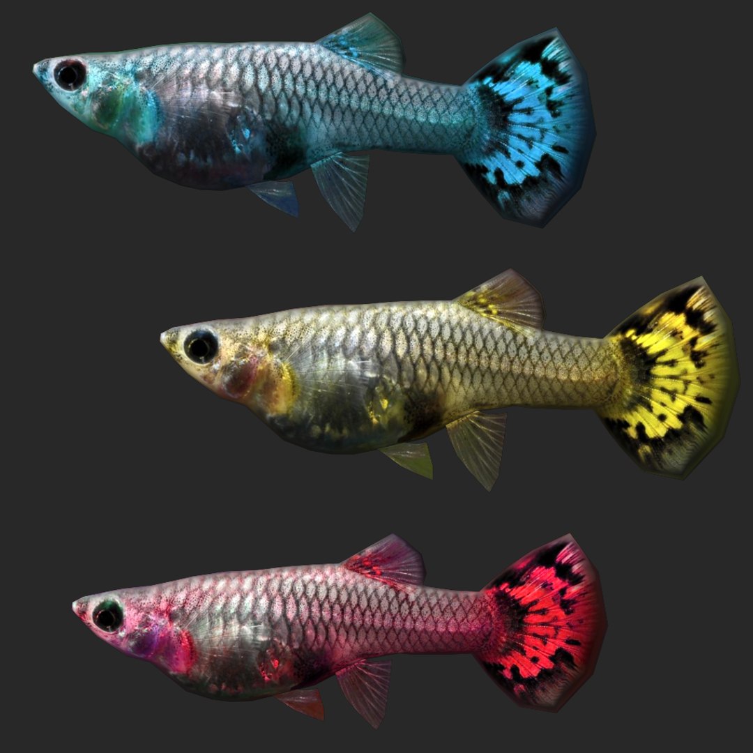 Guppy Fish 3D Model - TurboSquid 1258708