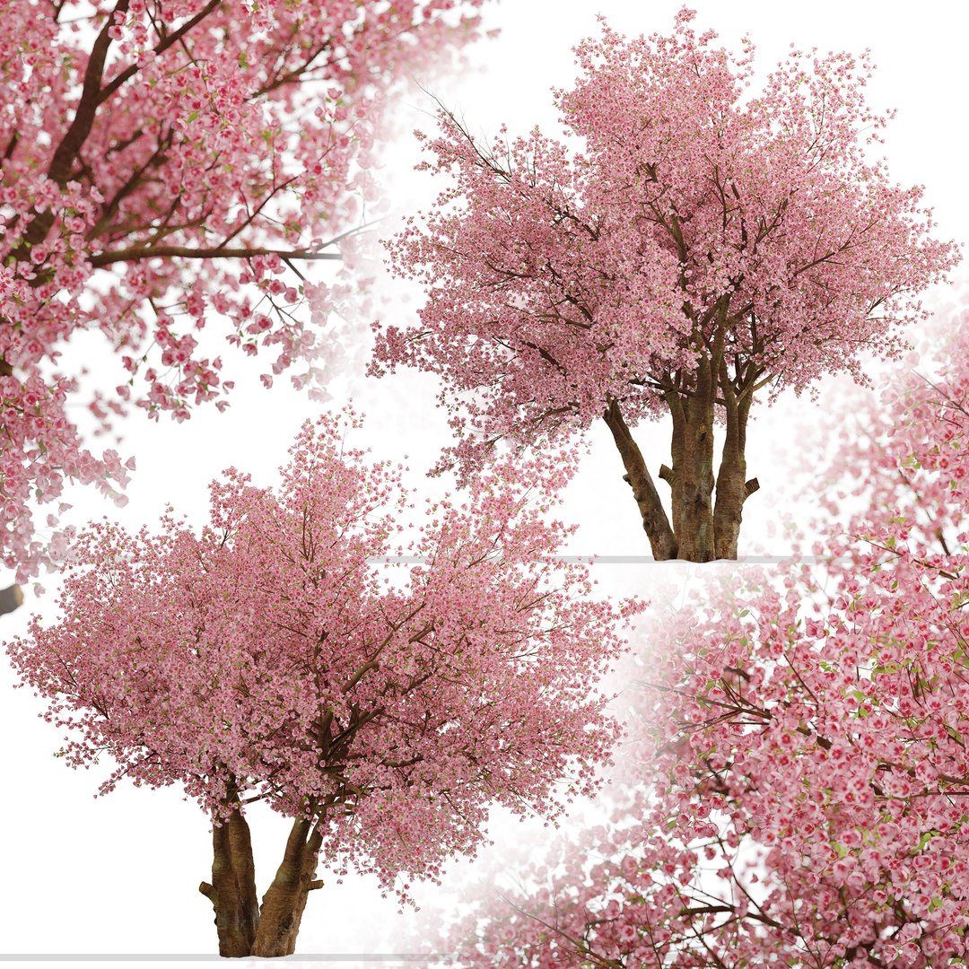 3D Model Sakura Cherry Blossom Or Prunus Cerasus Tree -1 Tree - TurboSquid 1999381