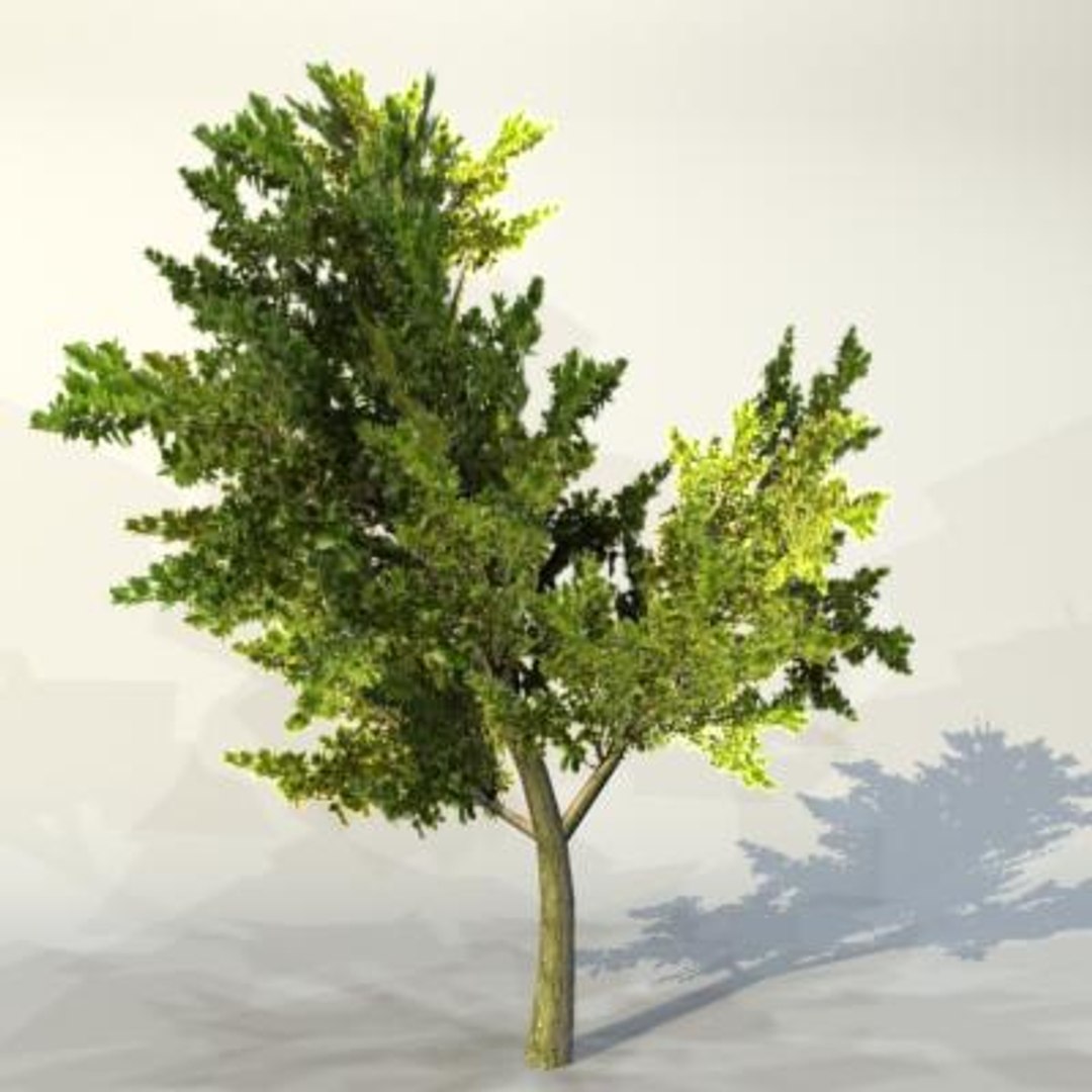 3d Pc Tree Model