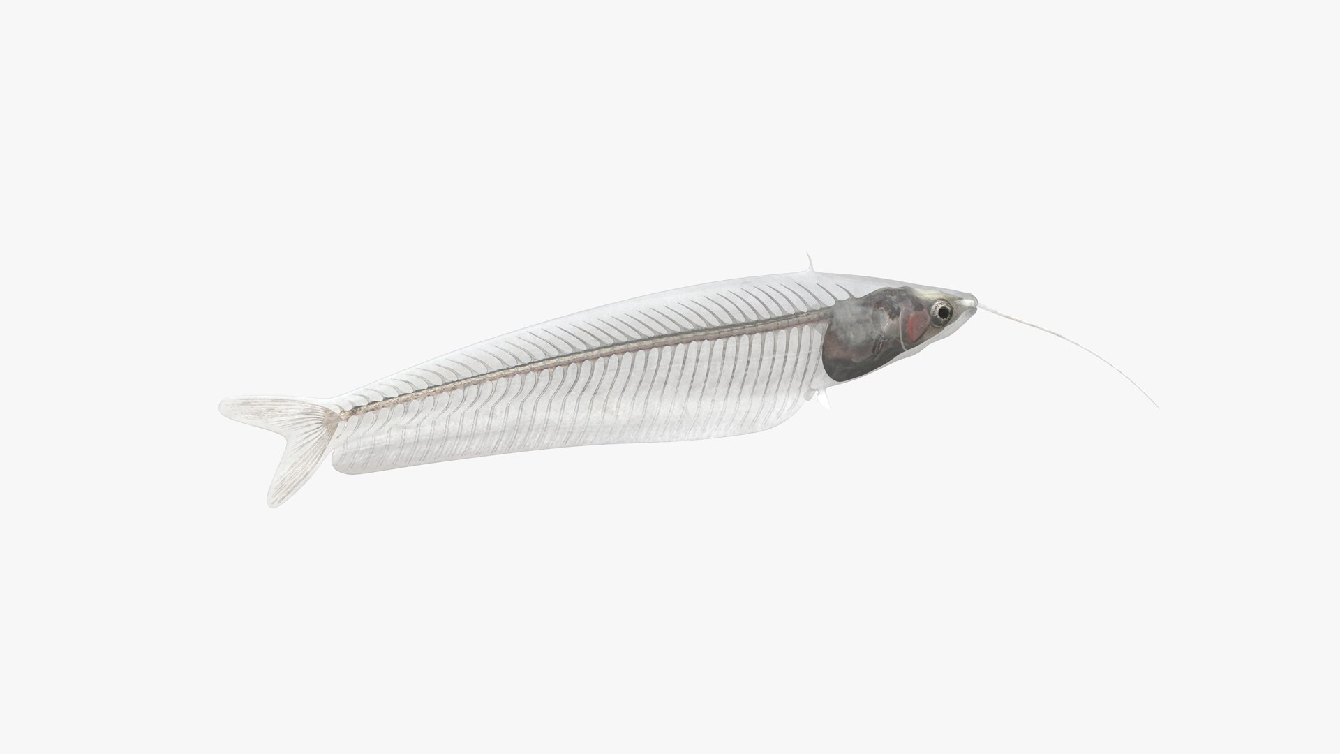 3D Glass Catfish Kryptopterus Vitreolus - TurboSquid 2055678