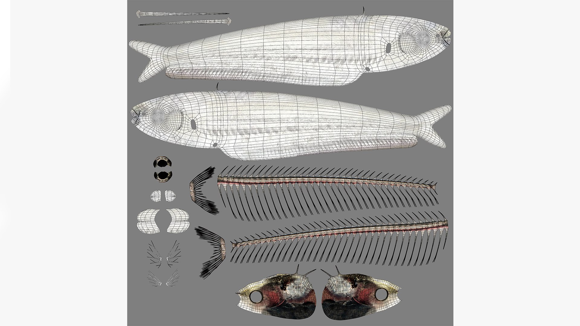 3D Glass Catfish Kryptopterus Vitreolus - TurboSquid 2055678
