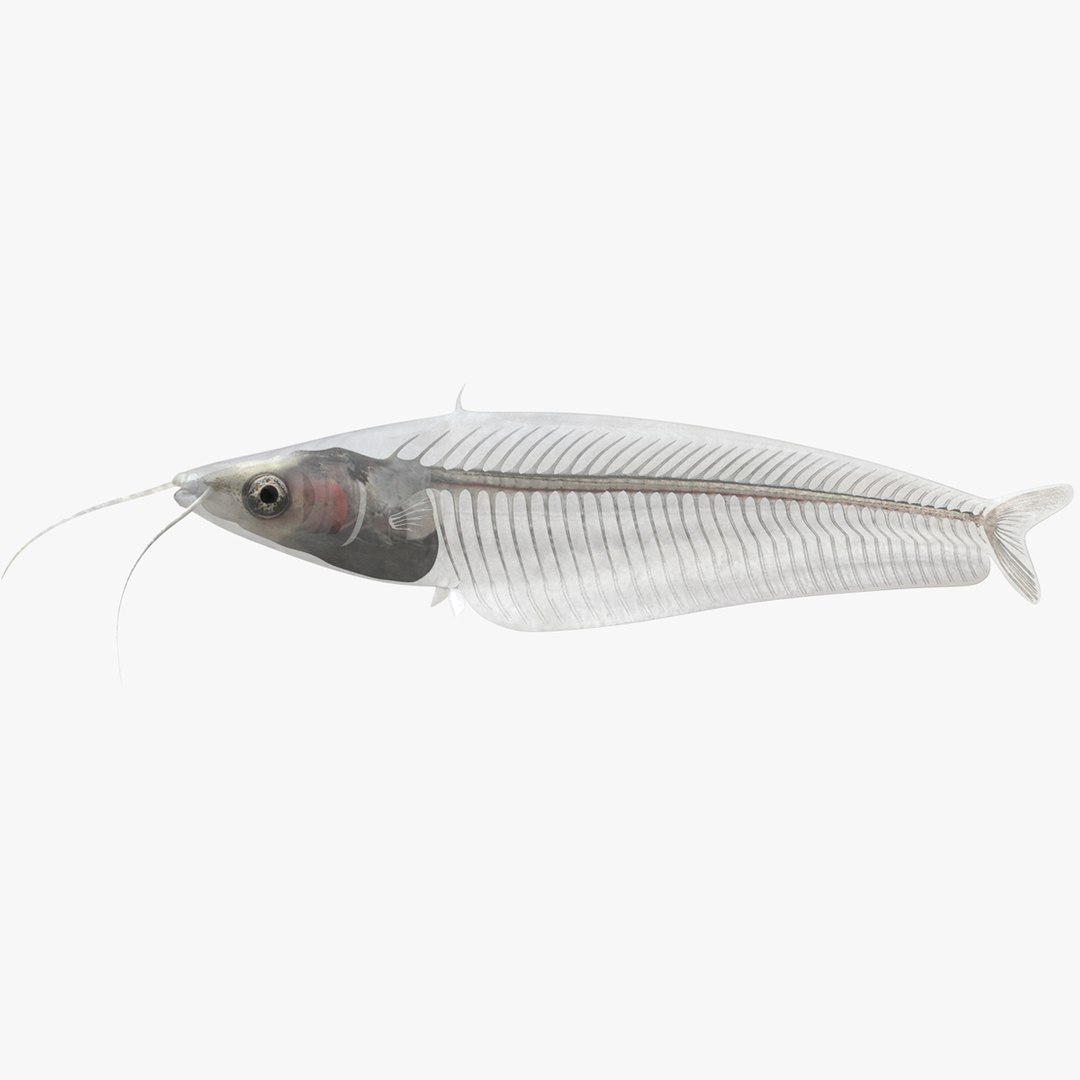 3D Glass Catfish Kryptopterus vitreolus - TurboSquid 2055678