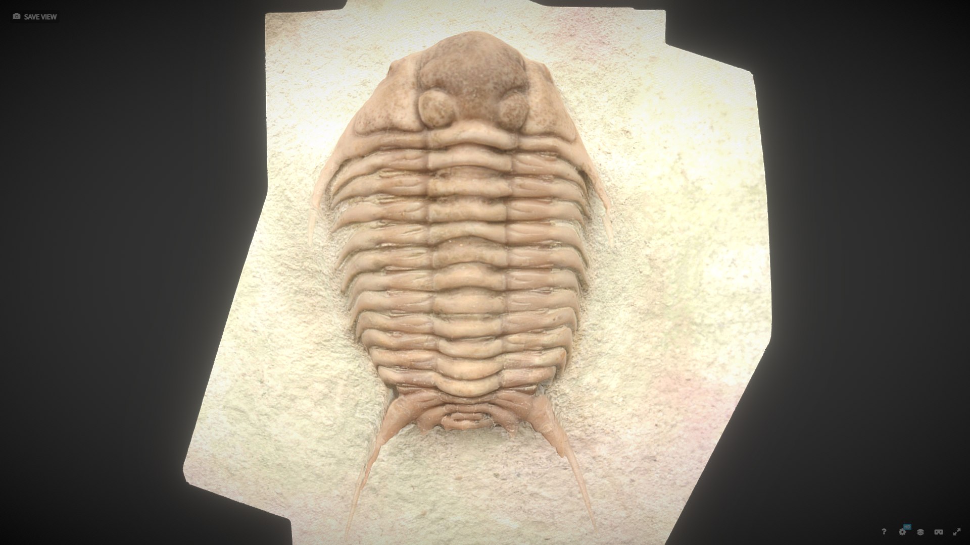 CYRTOMETOPUS CLAVIFRONS FOSSIL TRILOBYTE Model - TurboSquid 2324615