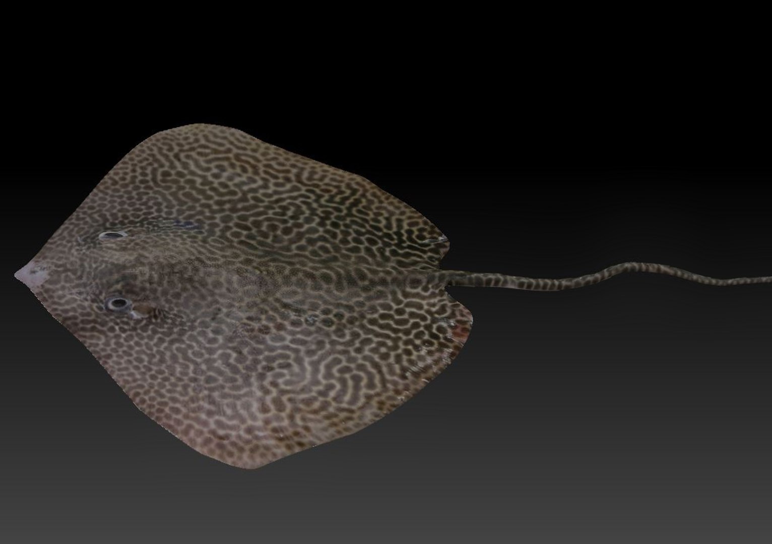 3D Stingray Animations - TurboSquid 1489607