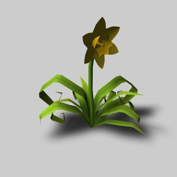 3D Daffodil Models | TurboSquid