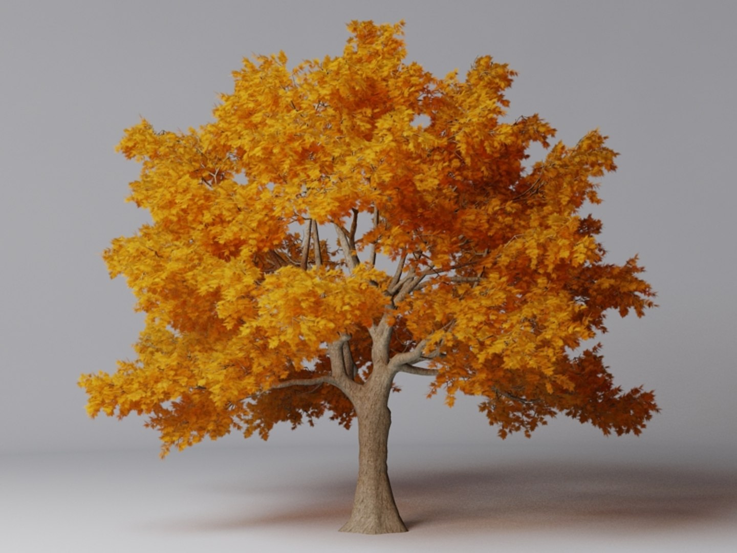 3d Model Tree Maple