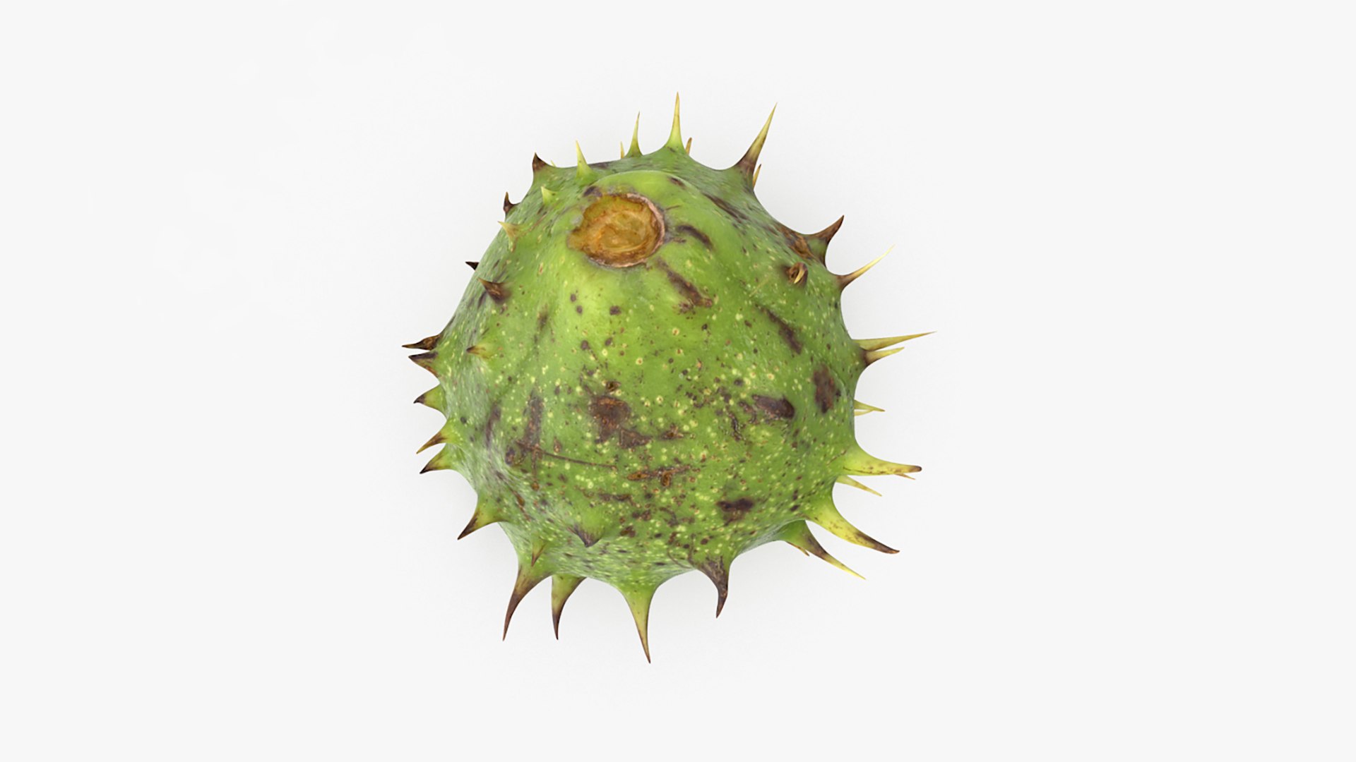 3D model Chestnut Collection - TurboSquid 2069533