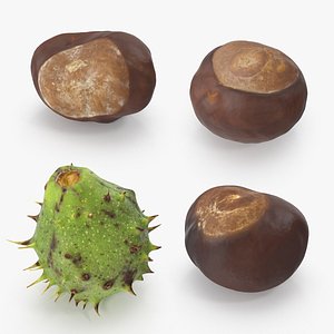 3D Chestnut Models - Browse & Download Formats - TurboSquid