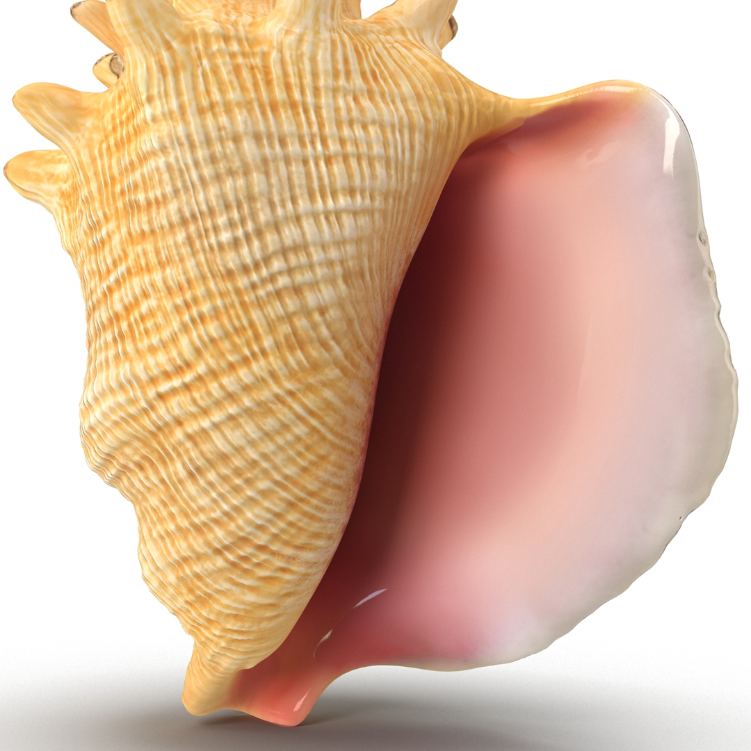 3ds conch shell