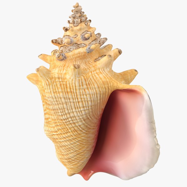 clam seashell 3d model