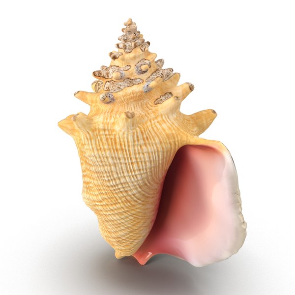 3ds conch shell