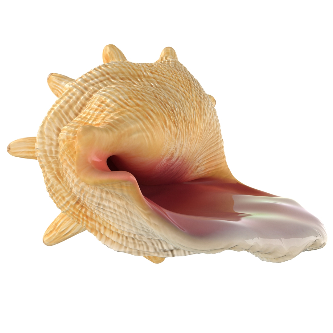 3ds conch shell