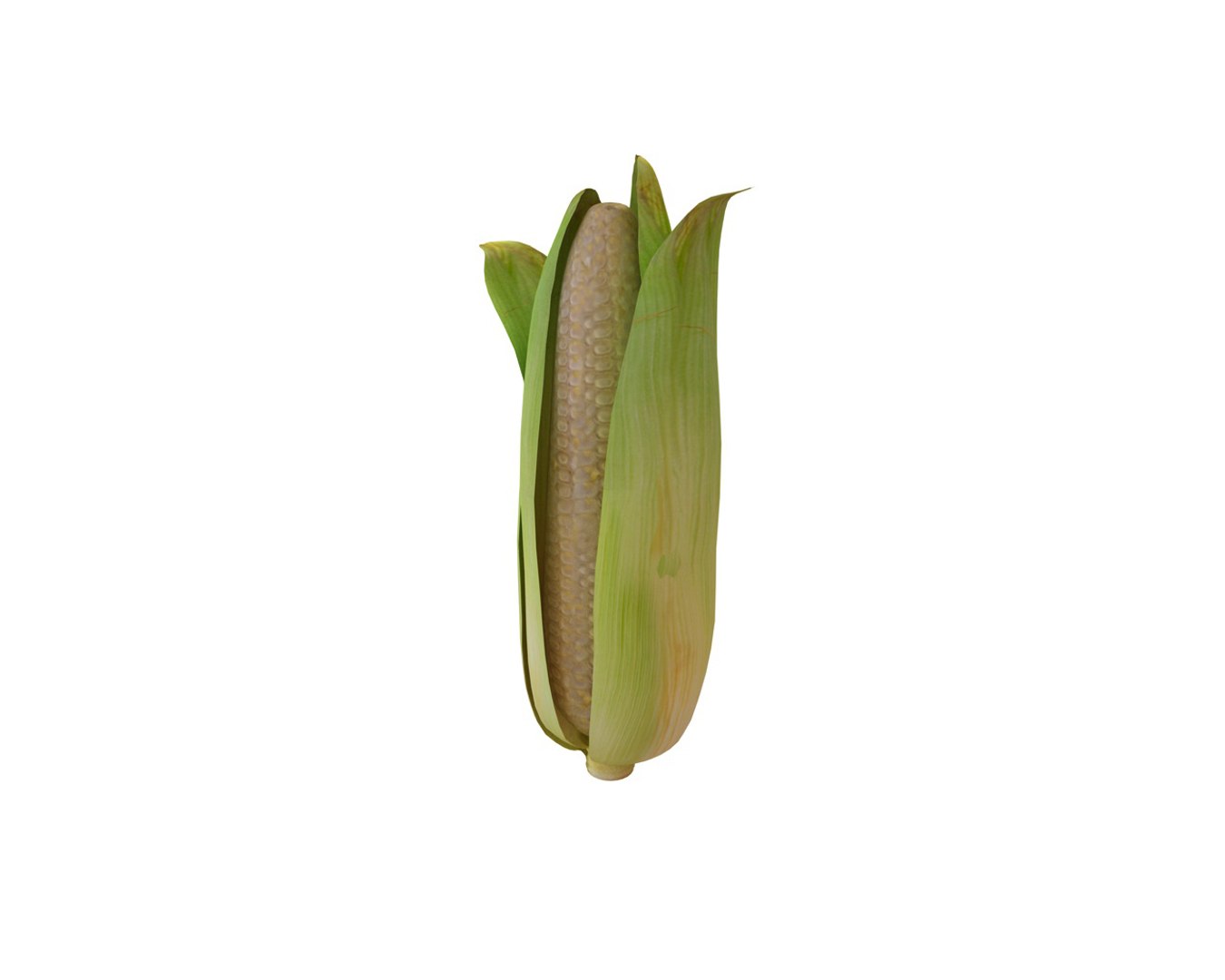 3D Corn Maize - TurboSquid 1544486