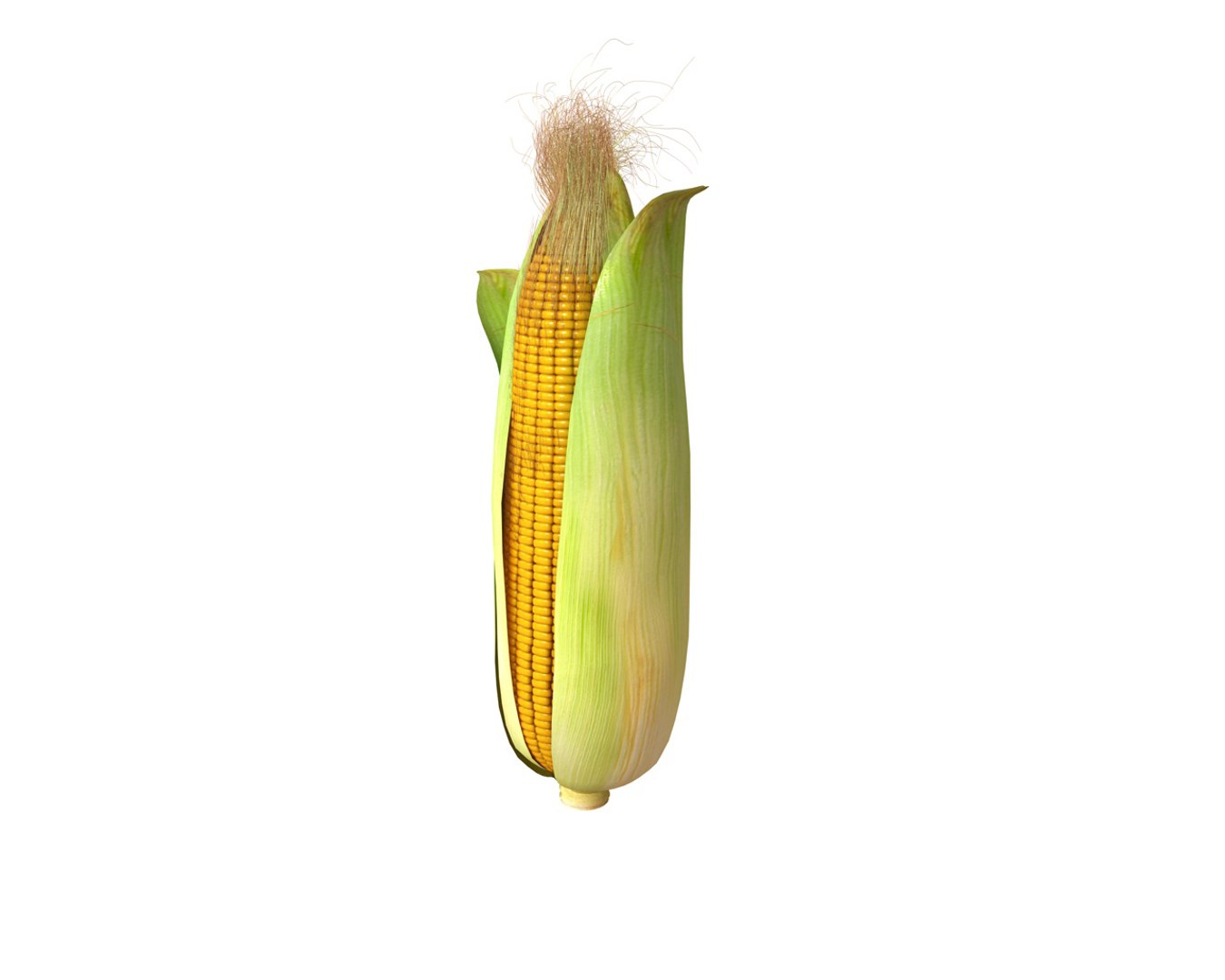3D Corn Maize - TurboSquid 1544486