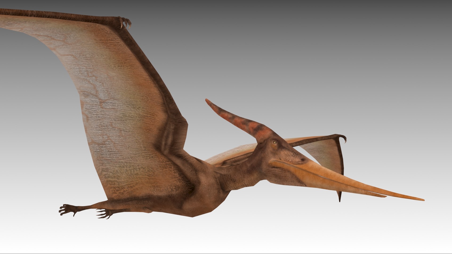 Pteranodon 3D Model - TurboSquid 1827576