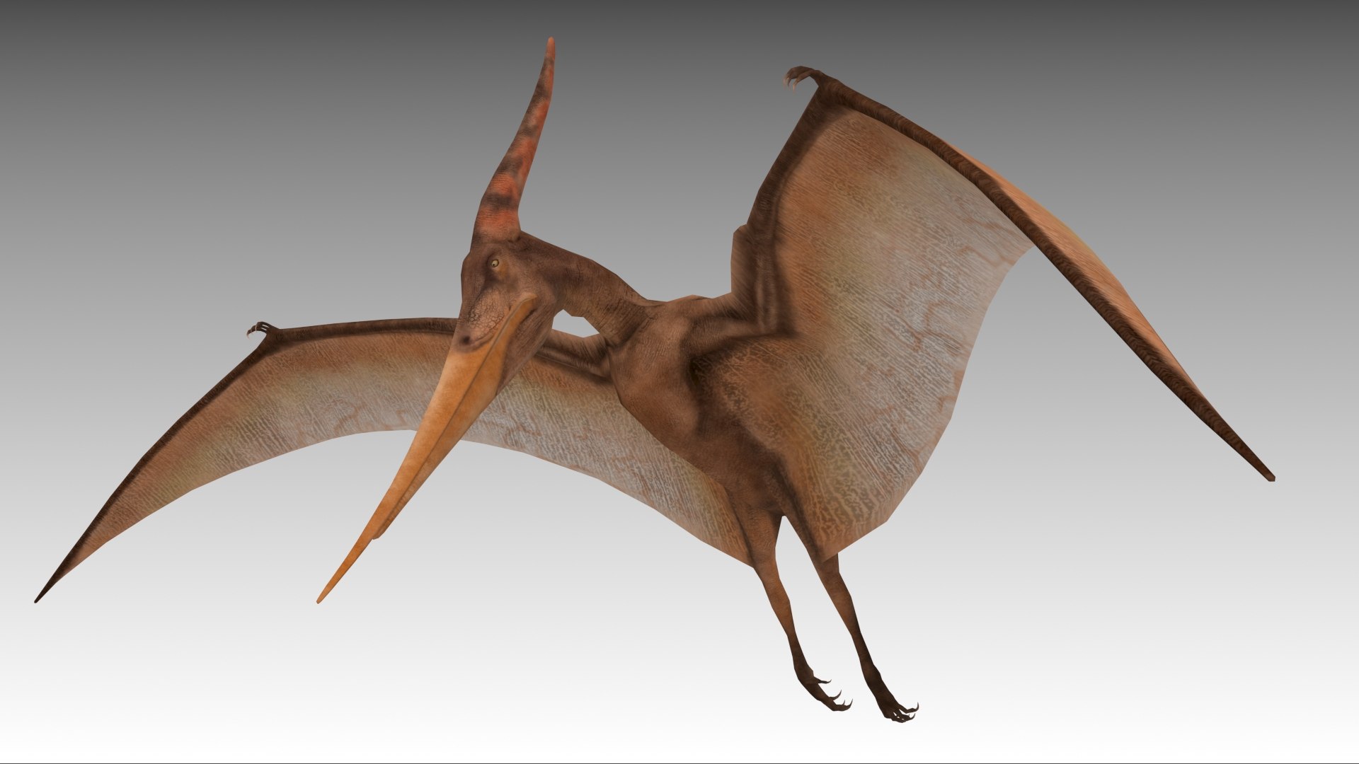 Pteranodon 3D Model - TurboSquid 1827576