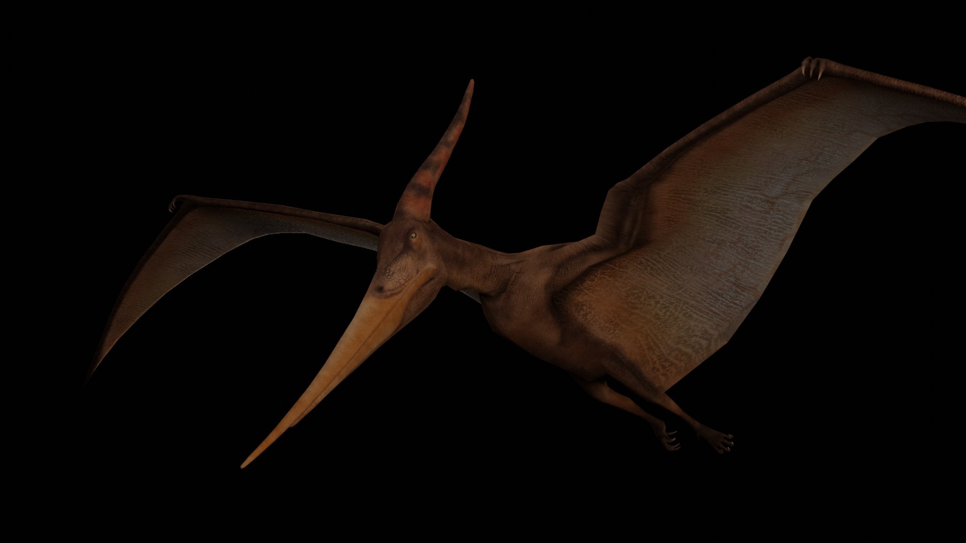 Pteranodon 3D Model - TurboSquid 1827576