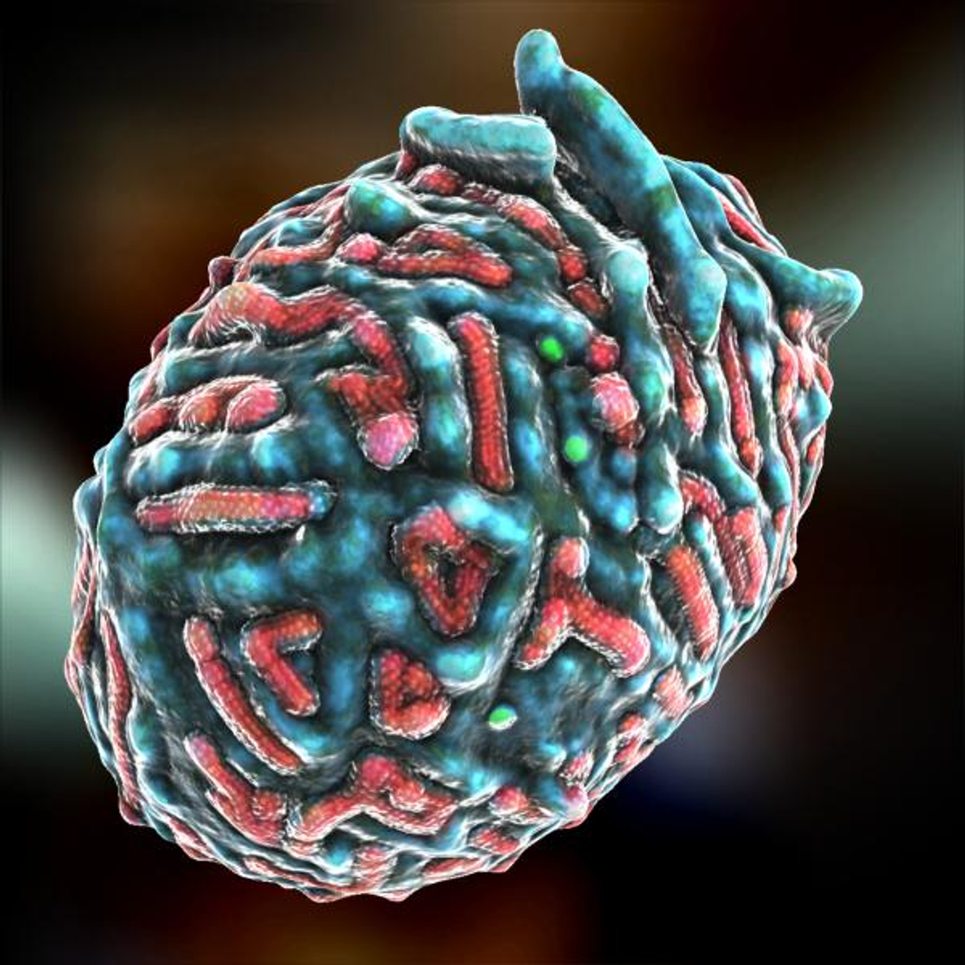 3d Model Orf Virus