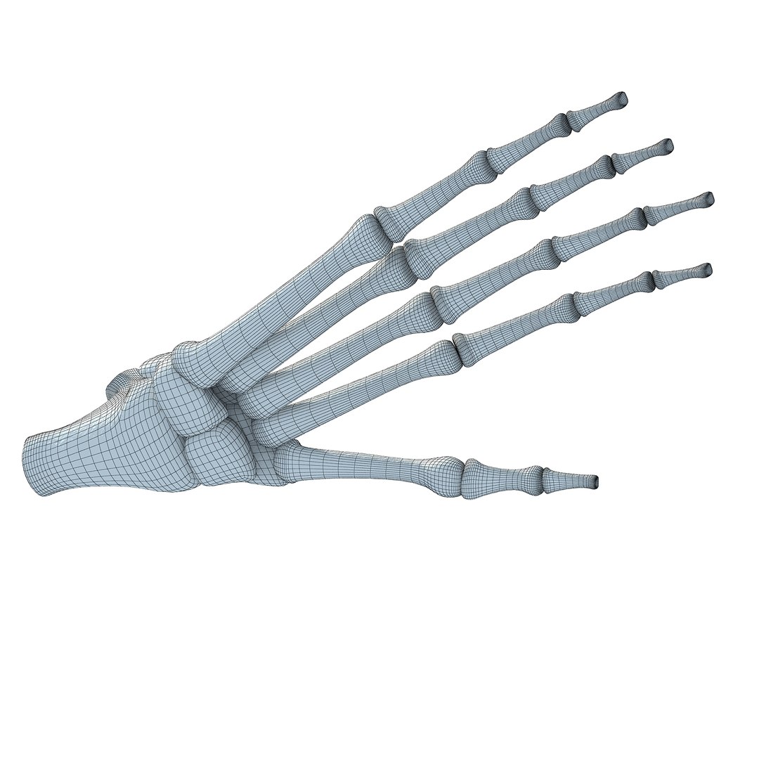 Animal foot bones 3D - TurboSquid 1171142