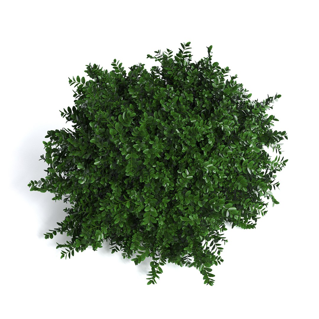 3D model Common Box Shrub II - TurboSquid 1976666