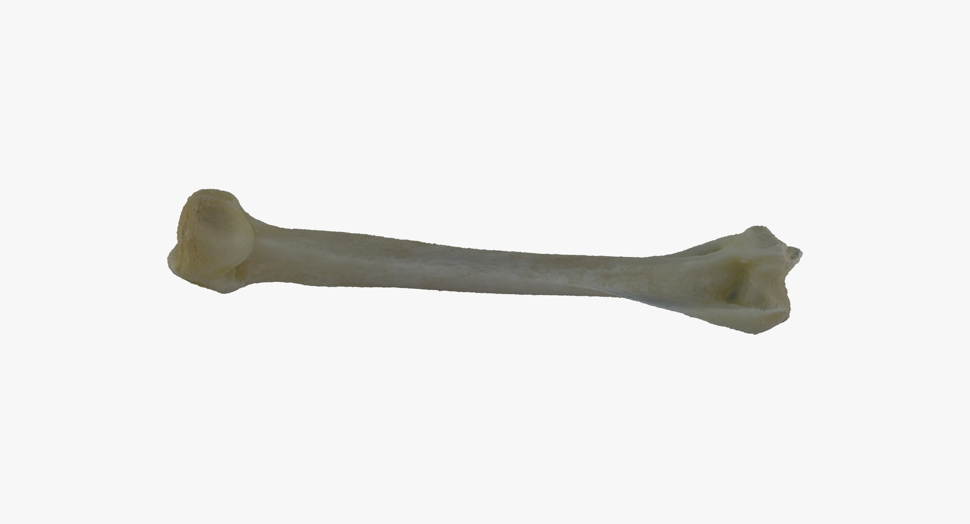 Domestic Cat Humerus Bone Model - TurboSquid 1575023
