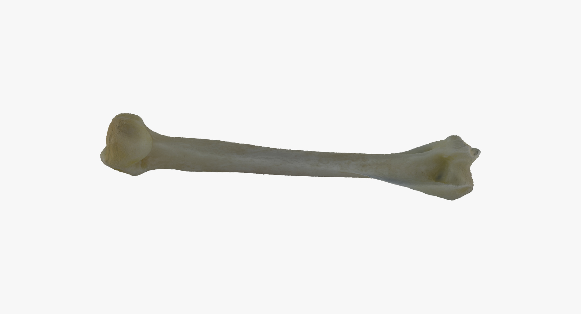 Domestic cat humerus bone model - TurboSquid 1575023