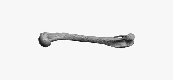 Domestic cat humerus bone model - TurboSquid 1575023