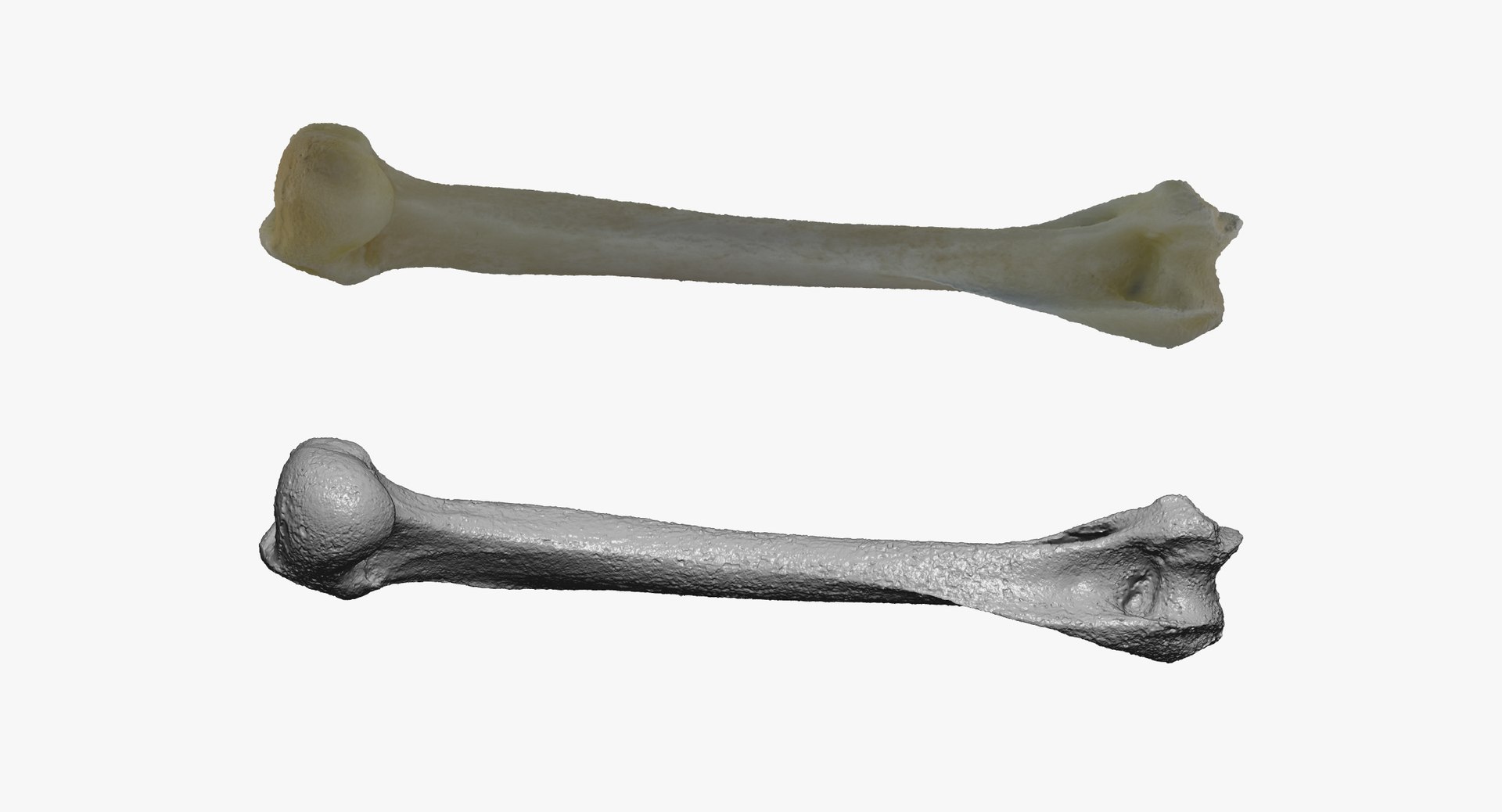 Domestic Cat Humerus Bone Model - TurboSquid 1575023