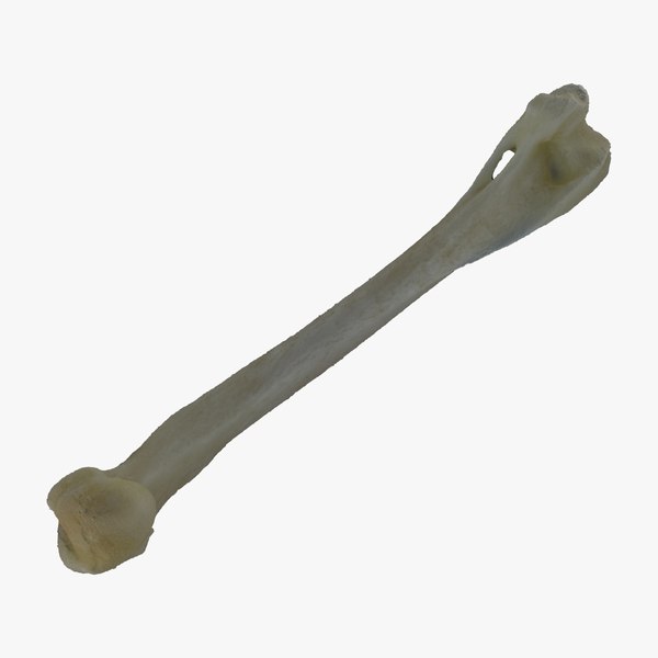 Domestic cat humerus bone model - TurboSquid 1575023
