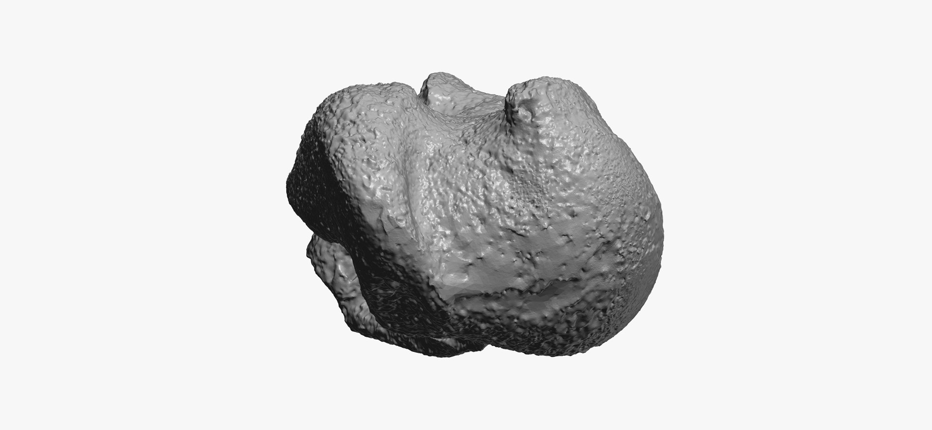 Domestic Cat Humerus Bone Model - TurboSquid 1575023