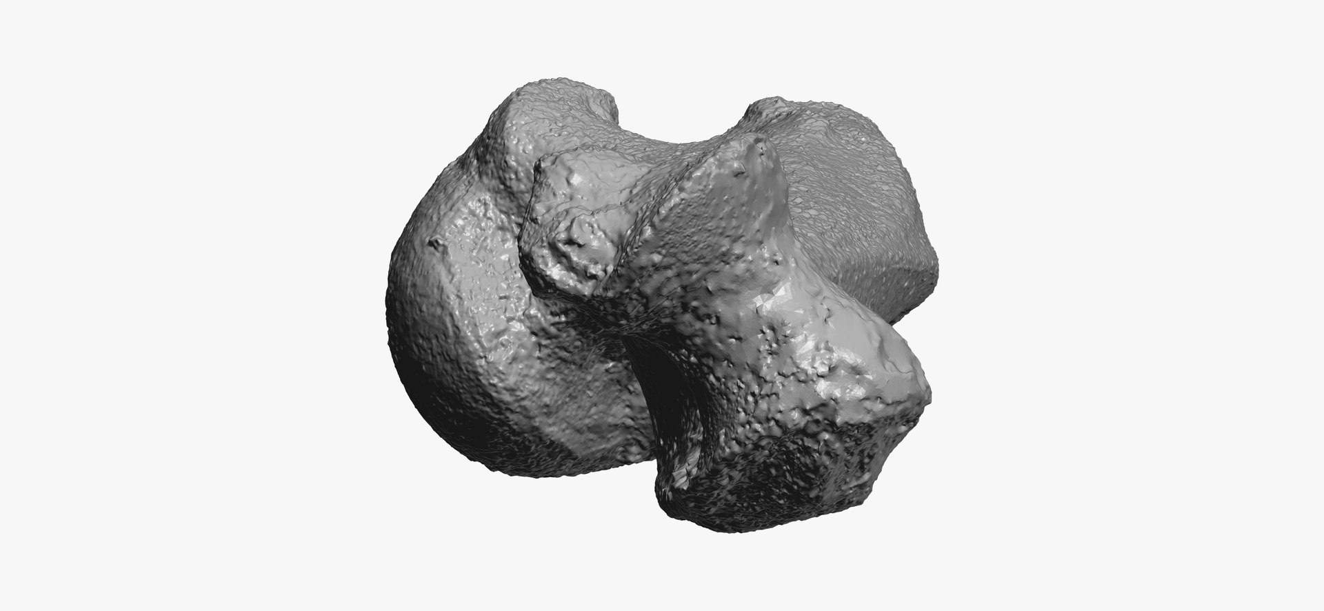 Domestic Cat Humerus Bone Model - TurboSquid 1575023