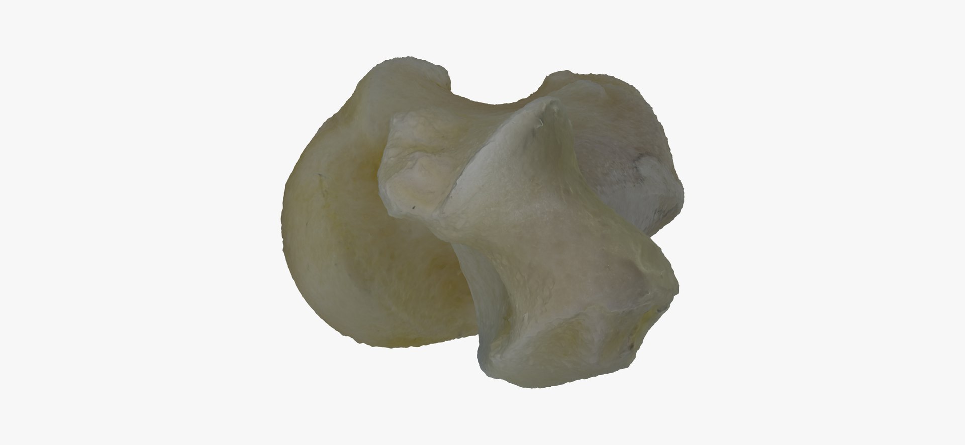 Domestic Cat Humerus Bone Model - TurboSquid 1575023