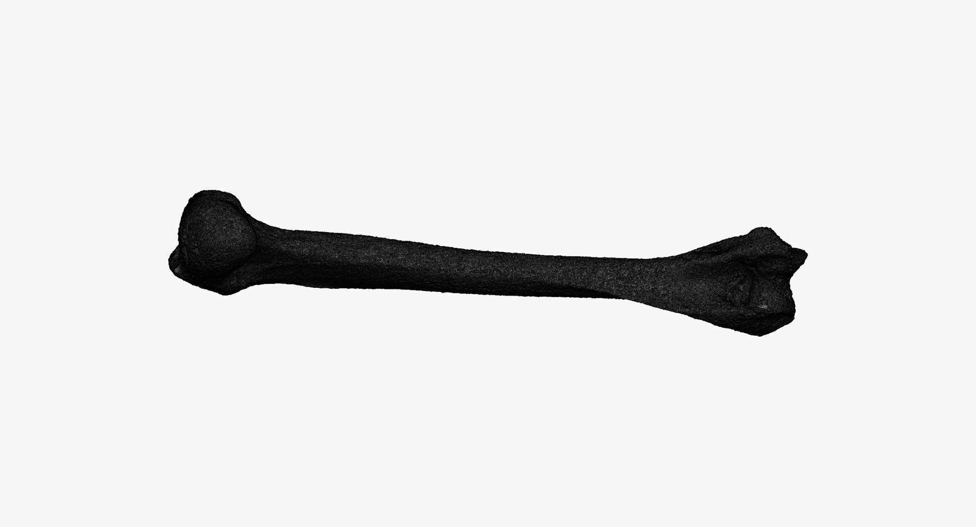 Domestic Cat Humerus Bone Model - TurboSquid 1575023