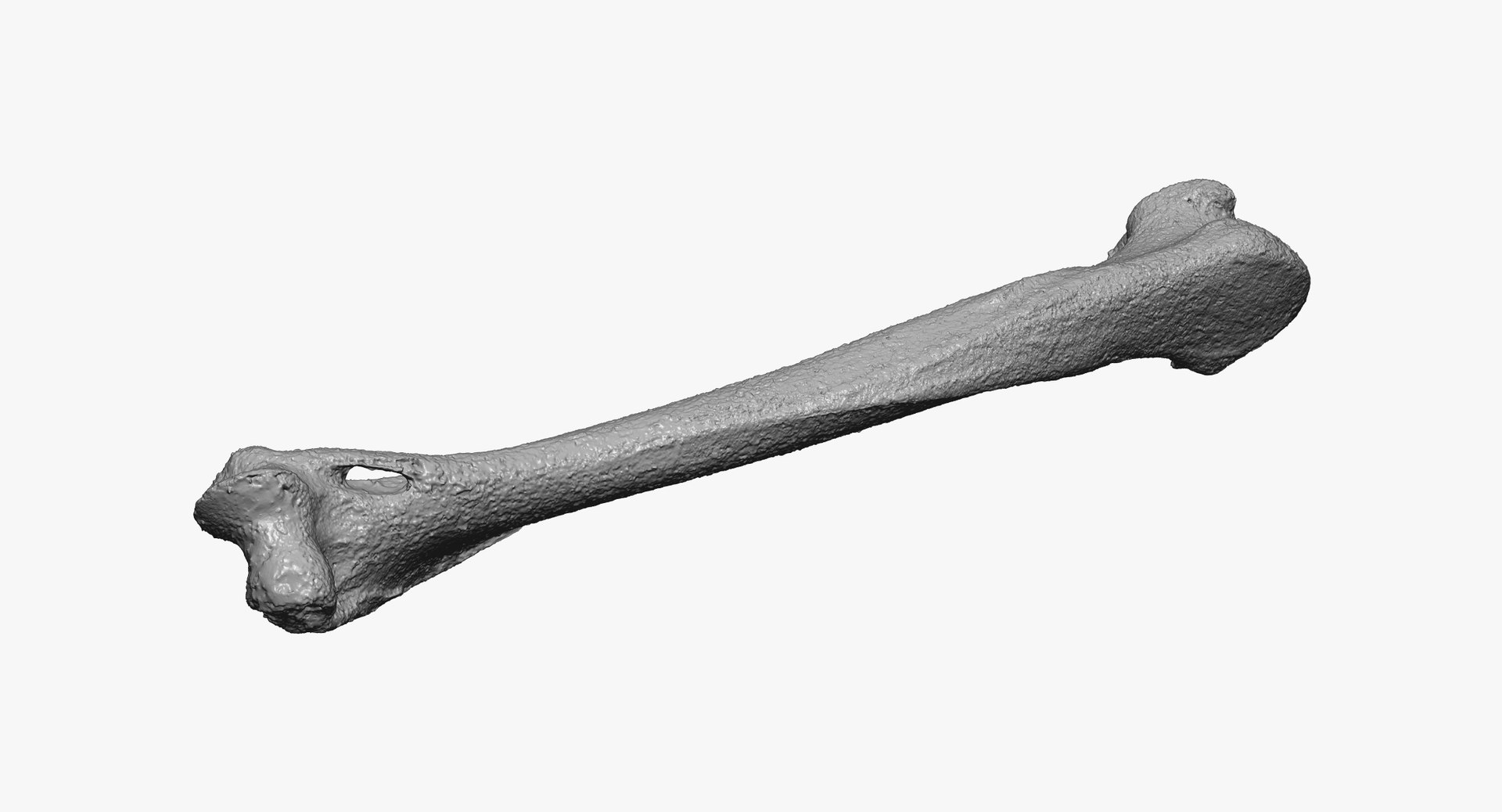 Domestic Cat Humerus Bone Model - TurboSquid 1575023