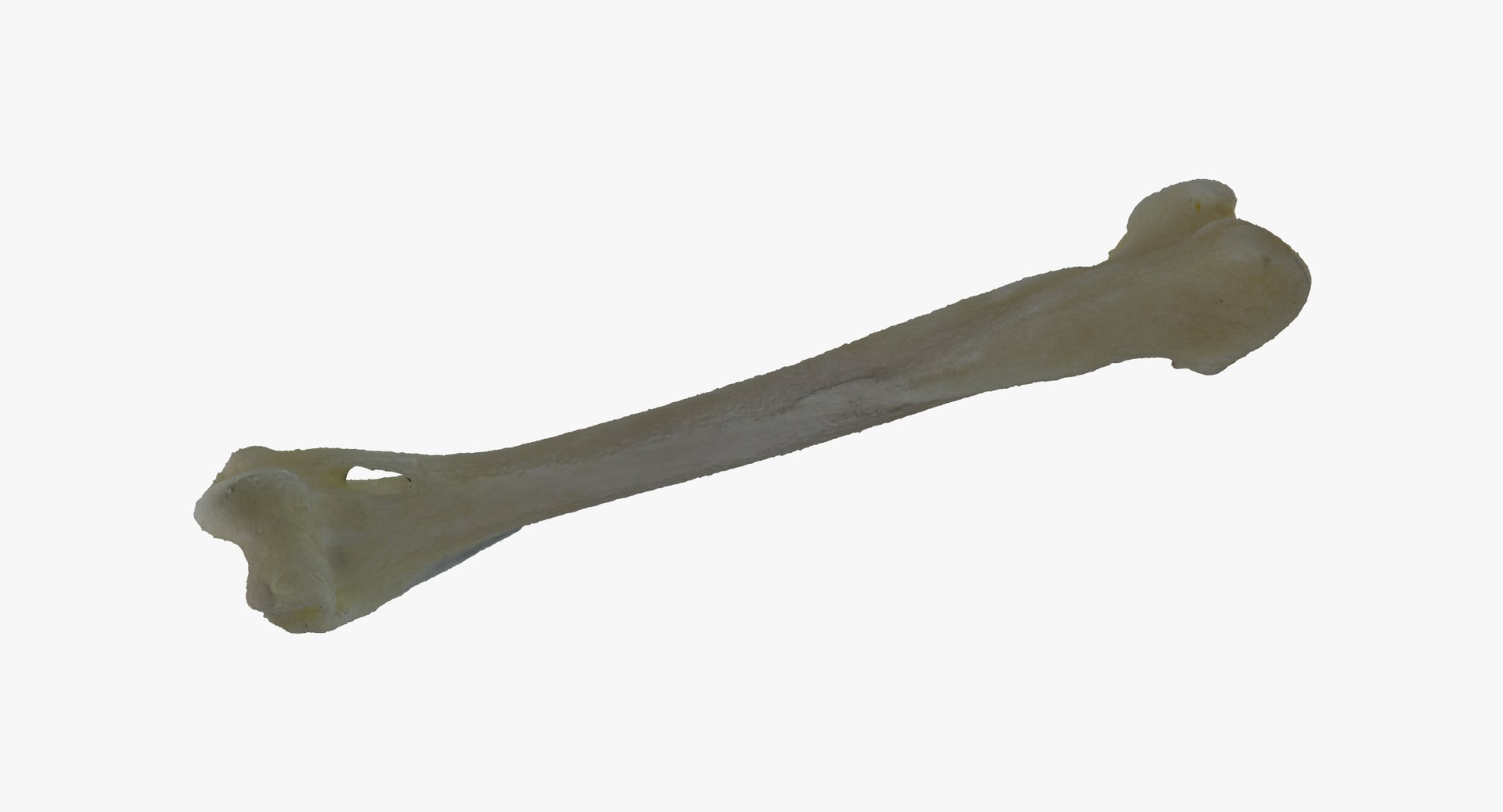 Domestic Cat Humerus Bone Model - TurboSquid 1575023