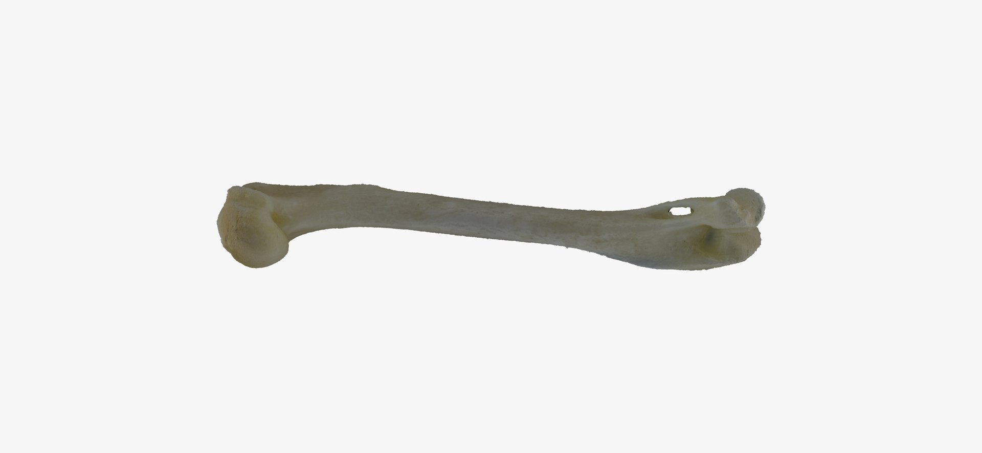 Domestic Cat Humerus Bone Model - TurboSquid 1575023