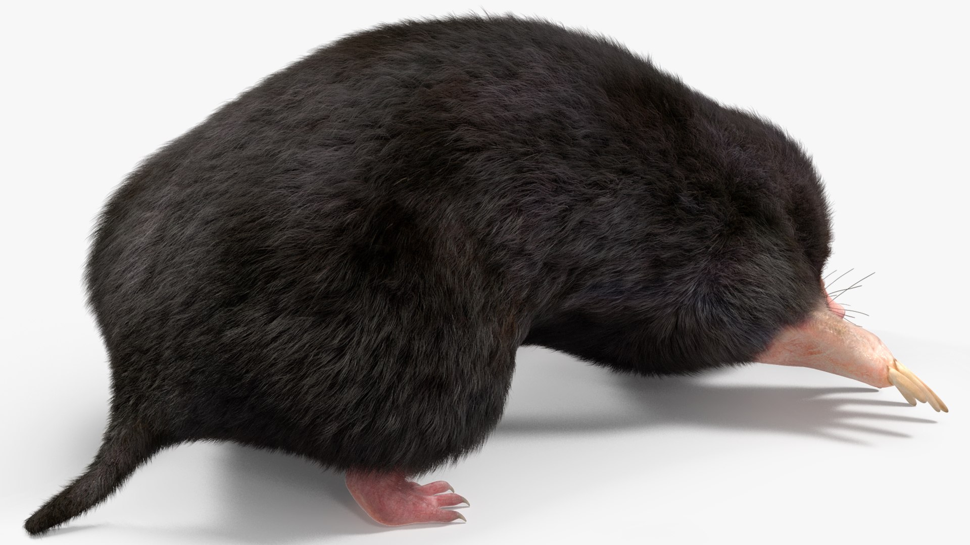 Mole Animal Fur Rigged 3D Model - TurboSquid 2220831