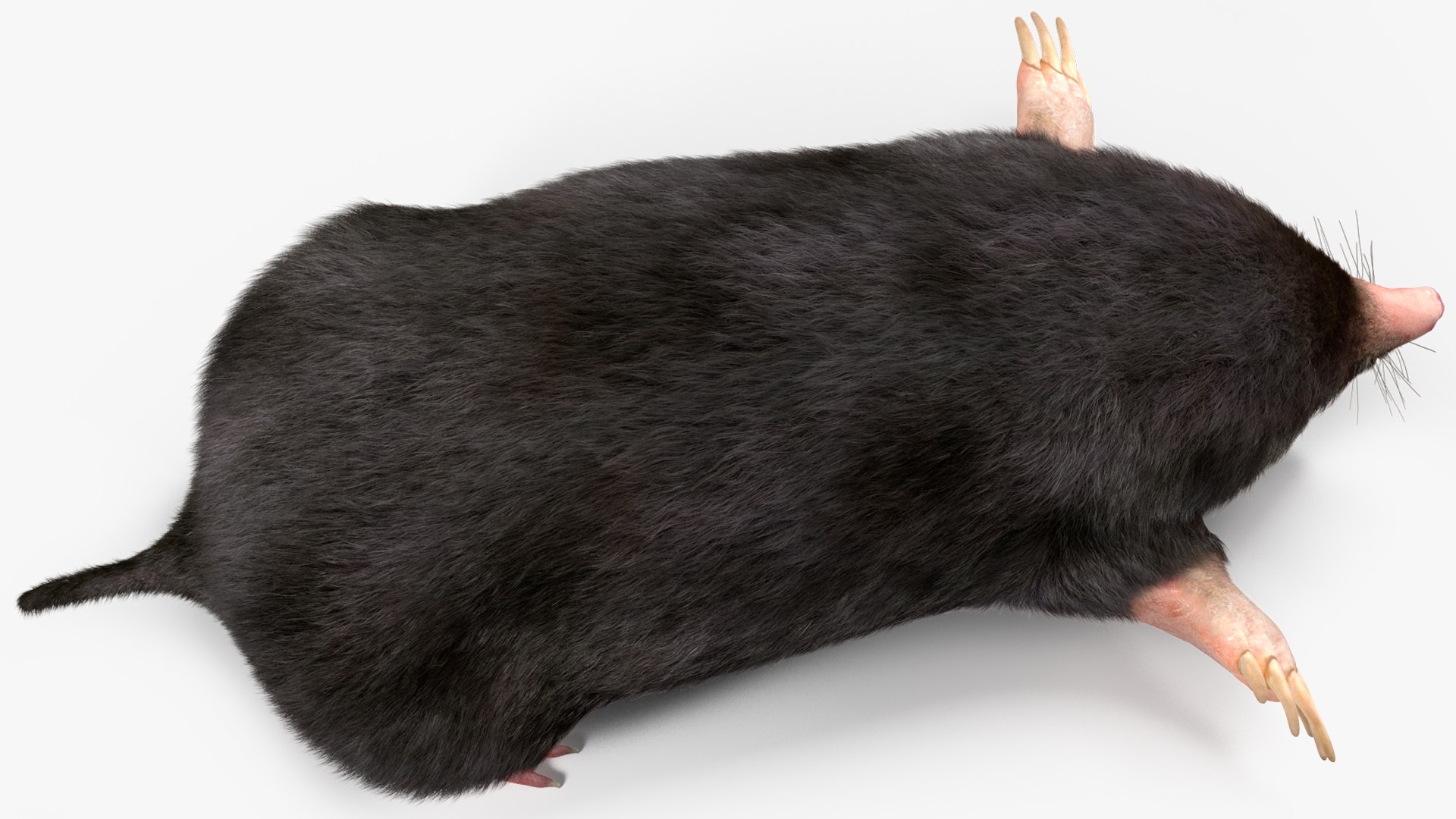 Mole Animal Fur Rigged 3D Model - TurboSquid 2220831
