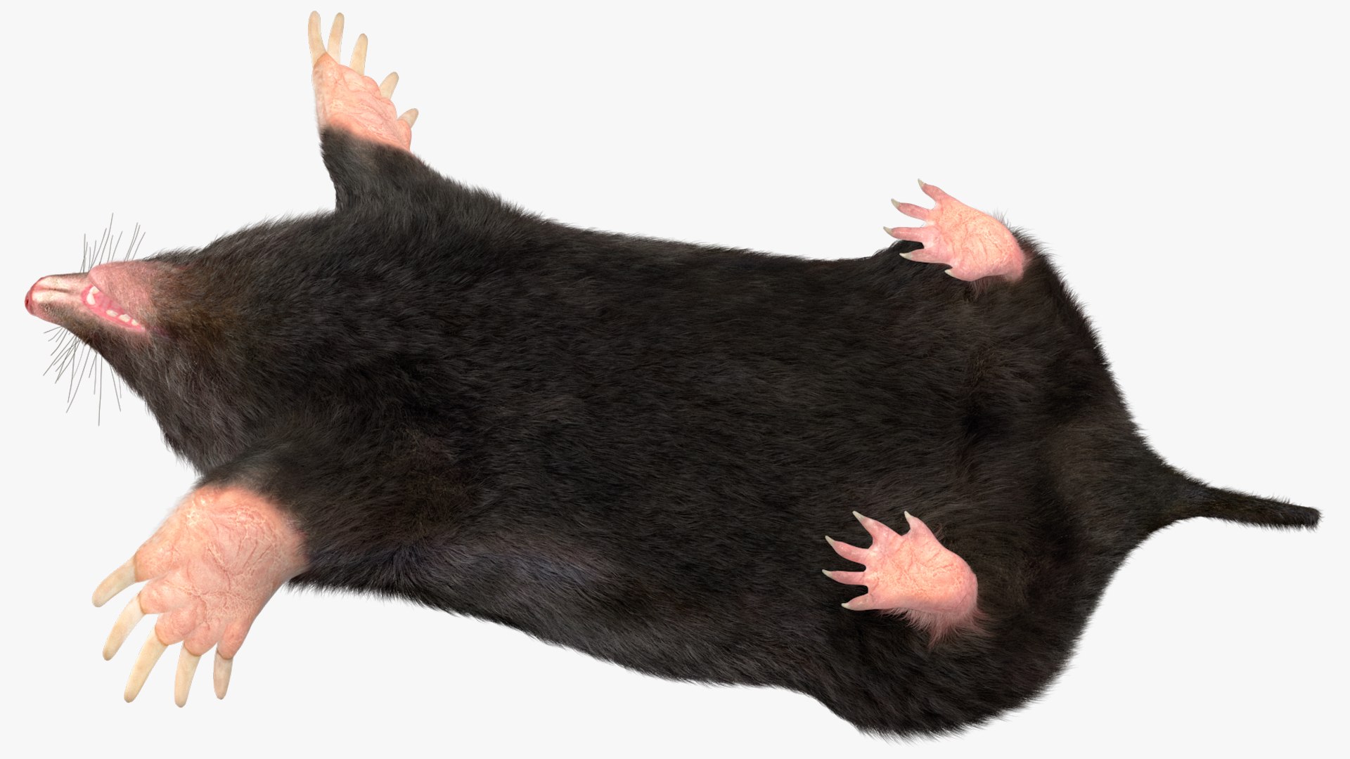Mole Animal Fur Rigged 3D Model - TurboSquid 2220831